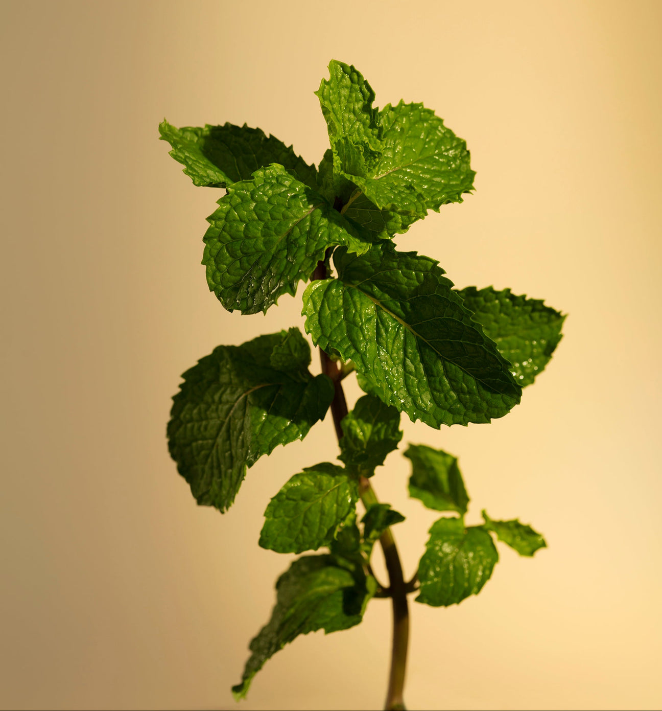 SIAMESE WATER｜サイアミーズウォーター〈ジャスミン〉 – PAÑPURI